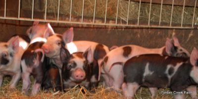 Important Piglet Care Facts to Know - Countryside